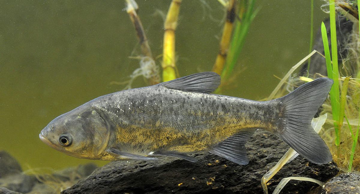 Hypophthalmichthys nobilis (Richardson, 1845)